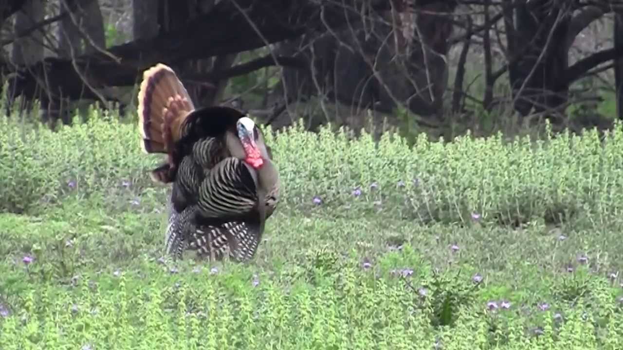 Rio Grande Turkey Strutting In The Texas Hill Country - YouTube