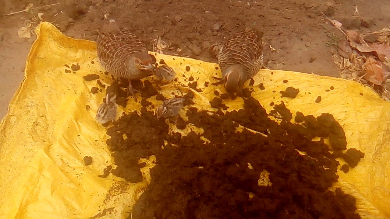 Teeter birds - YouTube