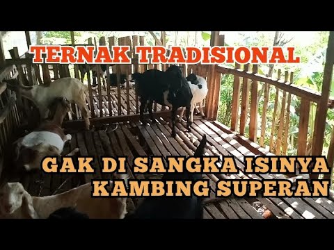 TERNAK KAMBING SISTEM TRADISIONAL TERNYATA ISINYA KAMBING SUPERAN | "PE ...