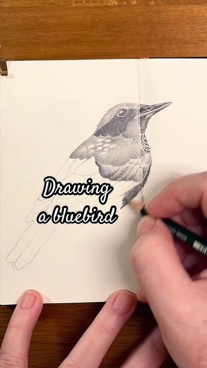 A Bluebird Comes To Life On My Last Sketchbook Spread - YouTube