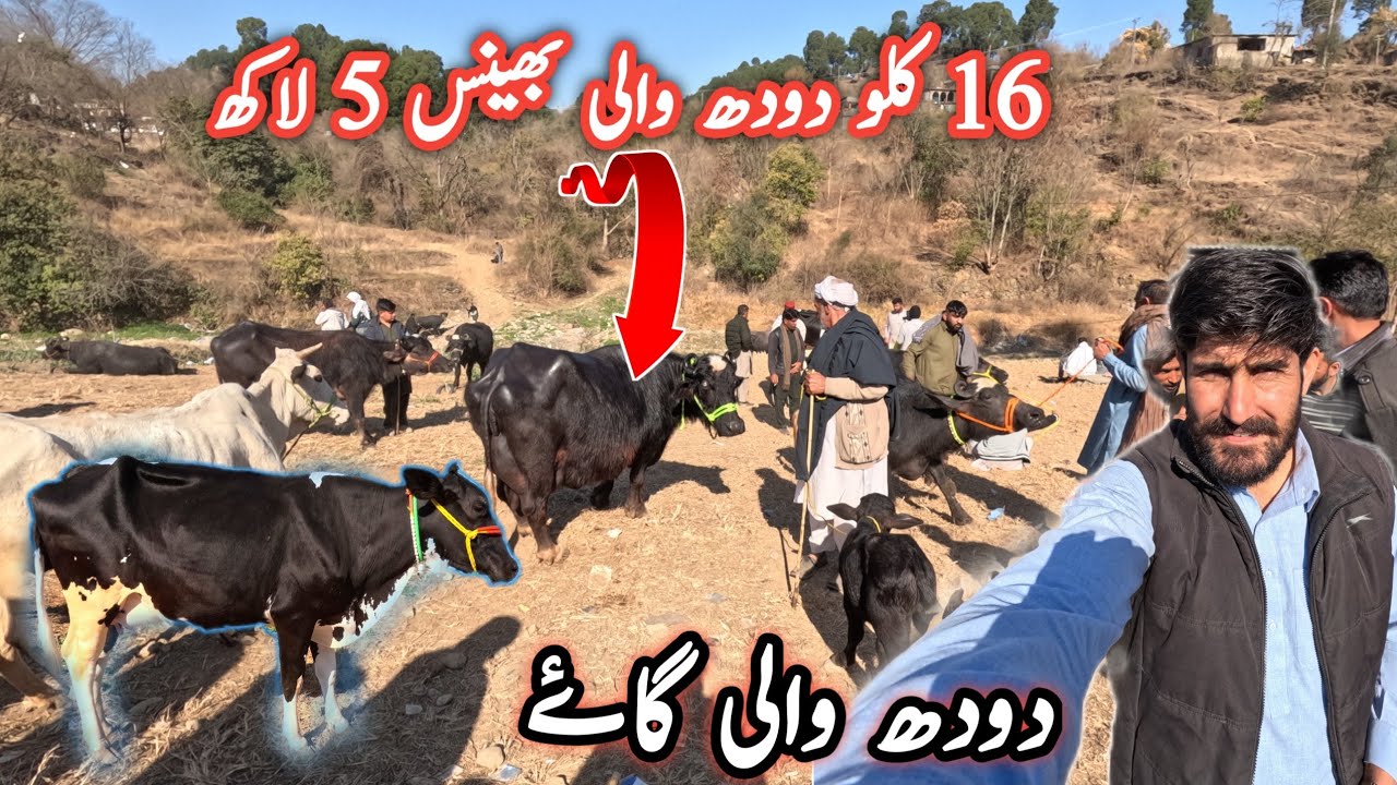 Top quality buffalo and cows for sale at cheapest price in animal ...