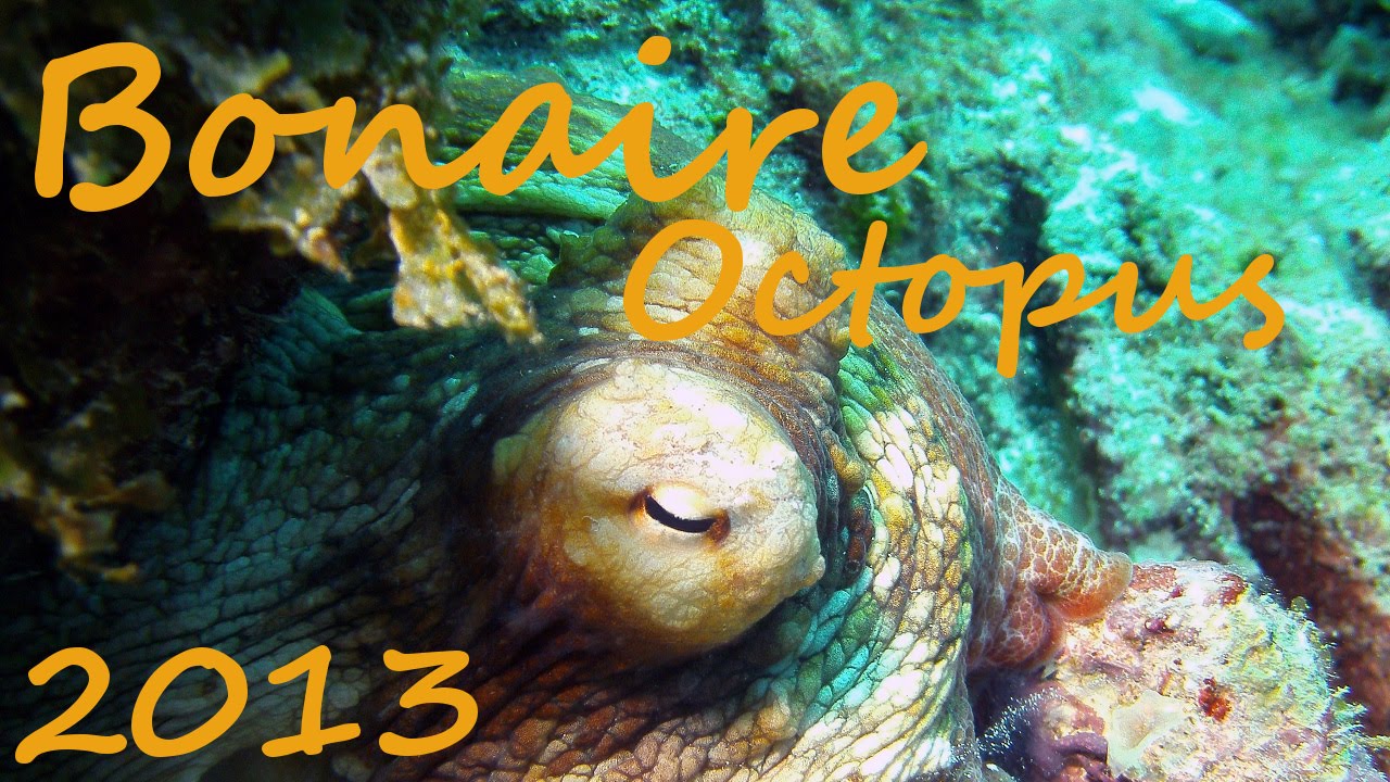 Diving - Bonaire 2013 - Octopus in Love Edition - Karibik - YouTube