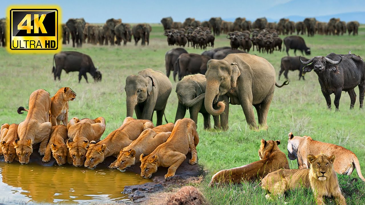 4K African Wildlife: Most Amazing Animal Encounters in Nairobi National ...