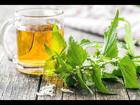 STINGING NETTLE ; Harvesting , cooking and preparing nettle juice or ...