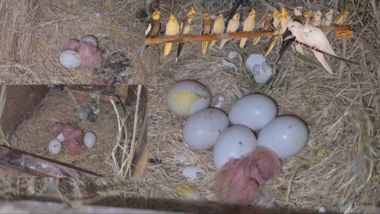 Cockatiels Love Birds Breeding Colony Setup |Cockatiel Love Birds ...