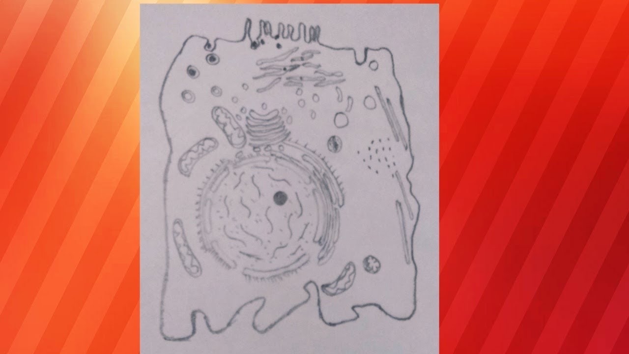 How to draw a animal cell step by step(Very easy) |Beautiful art by ...