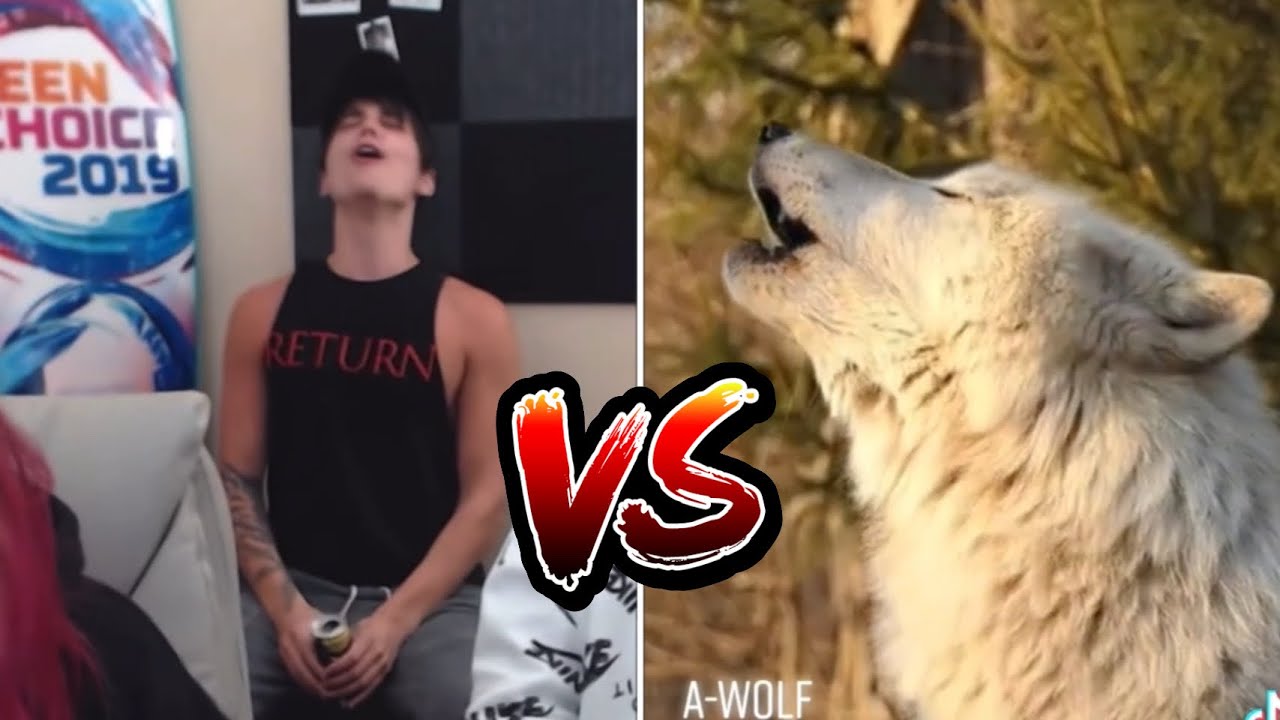 Colby the wolf - YouTube