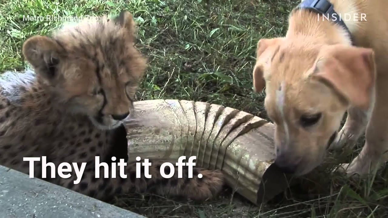 A cheetah and puppy became best friends at a zoo - YouTube