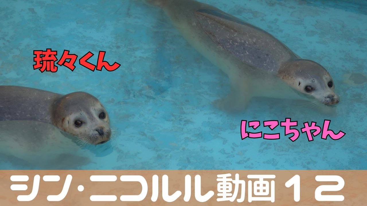 シン・ニコルル動画12 / Shin Niko-Ruru Video 12 - YouTube