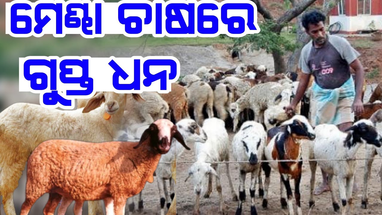 Mendha Sheep Farming low investment heavy profit full details in Odia ...