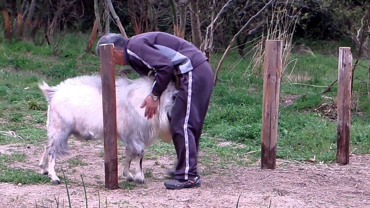 GO GO GOAT! 2 - YouTube