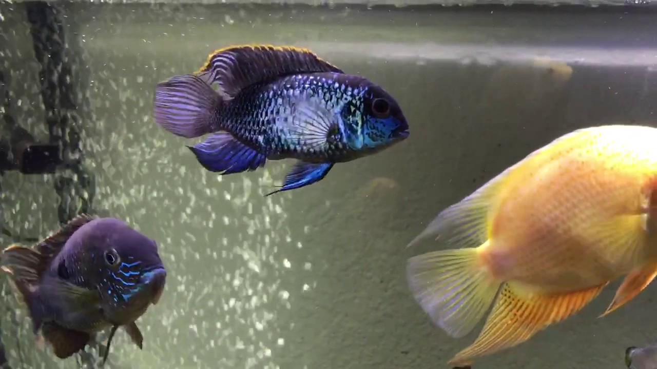 Cichlids showing colors! - YouTube