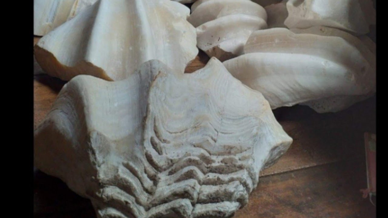 Perlas o Taklobo, kung may buyer ba talaga o wala, ito ang Dapat ...