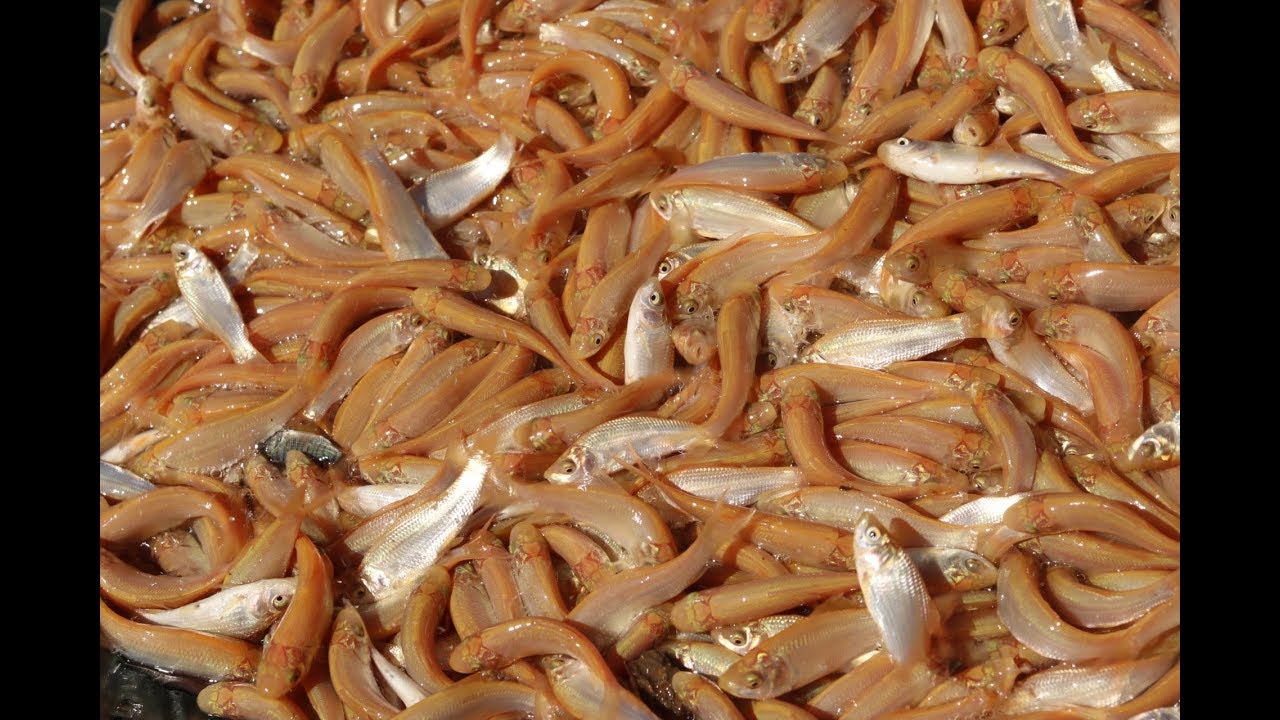 লাল রুই | 10 Thousand Red Rohu fish in tank| Best tips red rohu fish ...