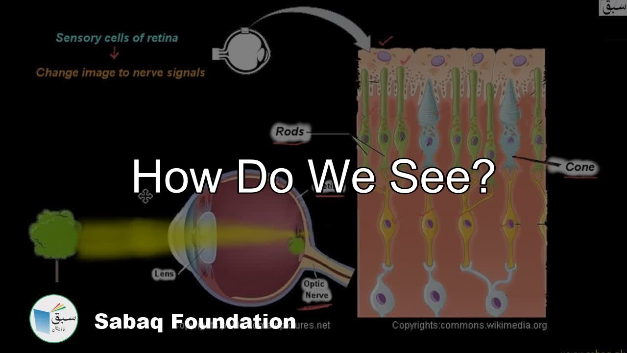 How Do We See?, General Science Lecture | Sabaq.pk - YouTube