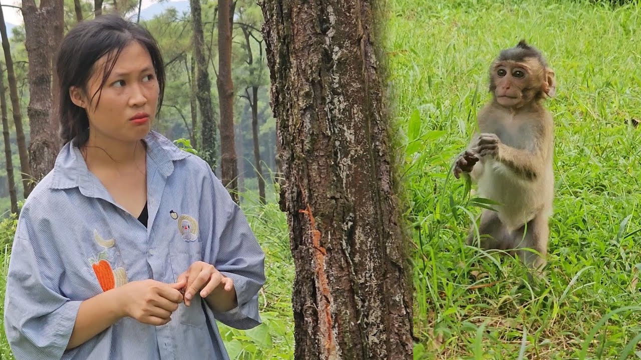 Little monkey Nahu returned home to look for his mother - YouTube