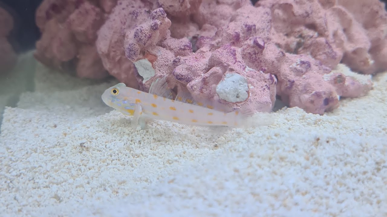 DIAMOND GOBY | WATCHMAN GOBY - YouTube