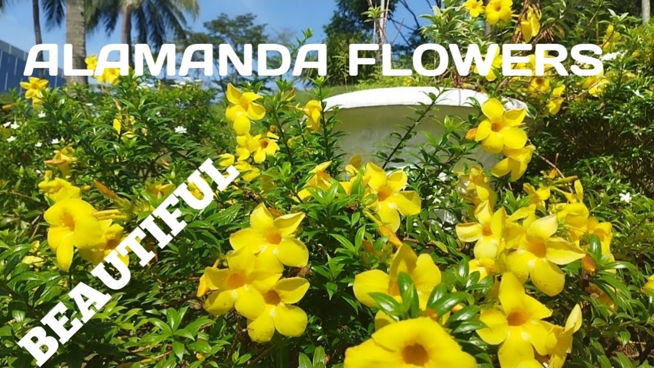 TERAS RUMAH AKAN LEBIH CANTIK DENGAN HIASAN BUNGA ALAMANDA#alamanda# ...