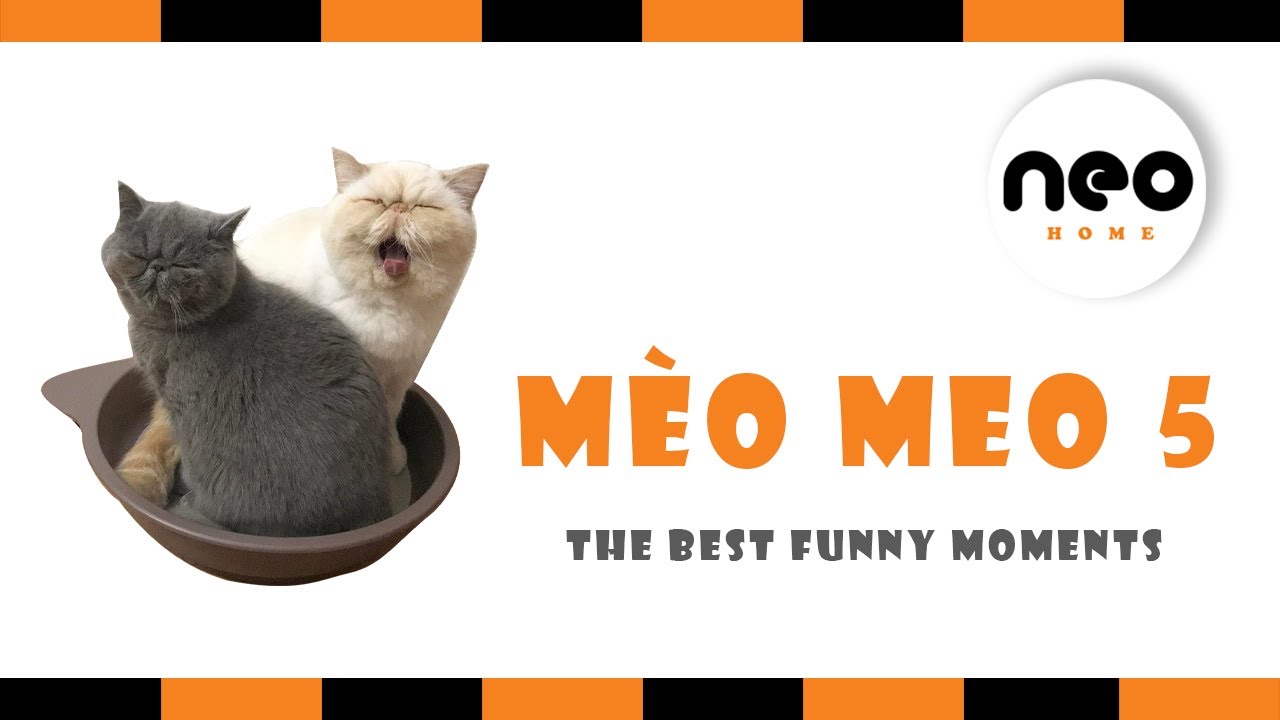 Mèo Meo 5 - The Best Funny Moments | Những khoảnh khắc vui nhộn - YouTube