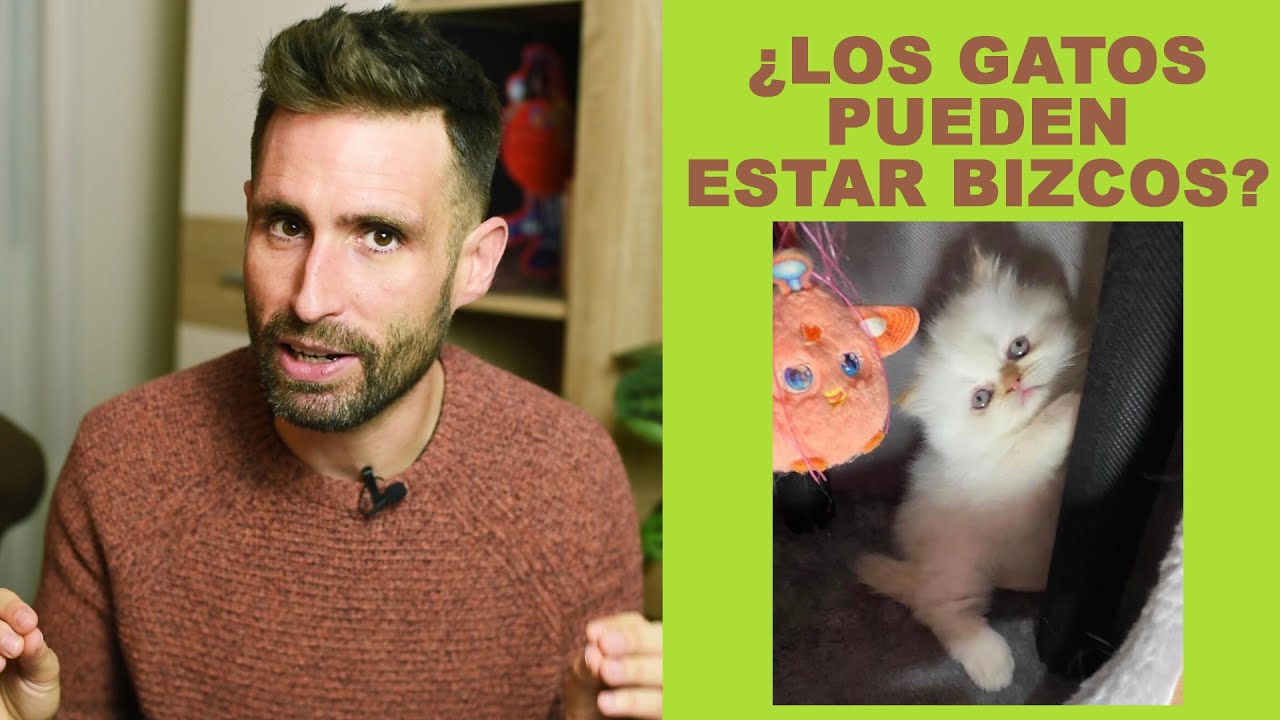 ¿Los gatos pueden estar bizcos/estrábicos? - YouTube