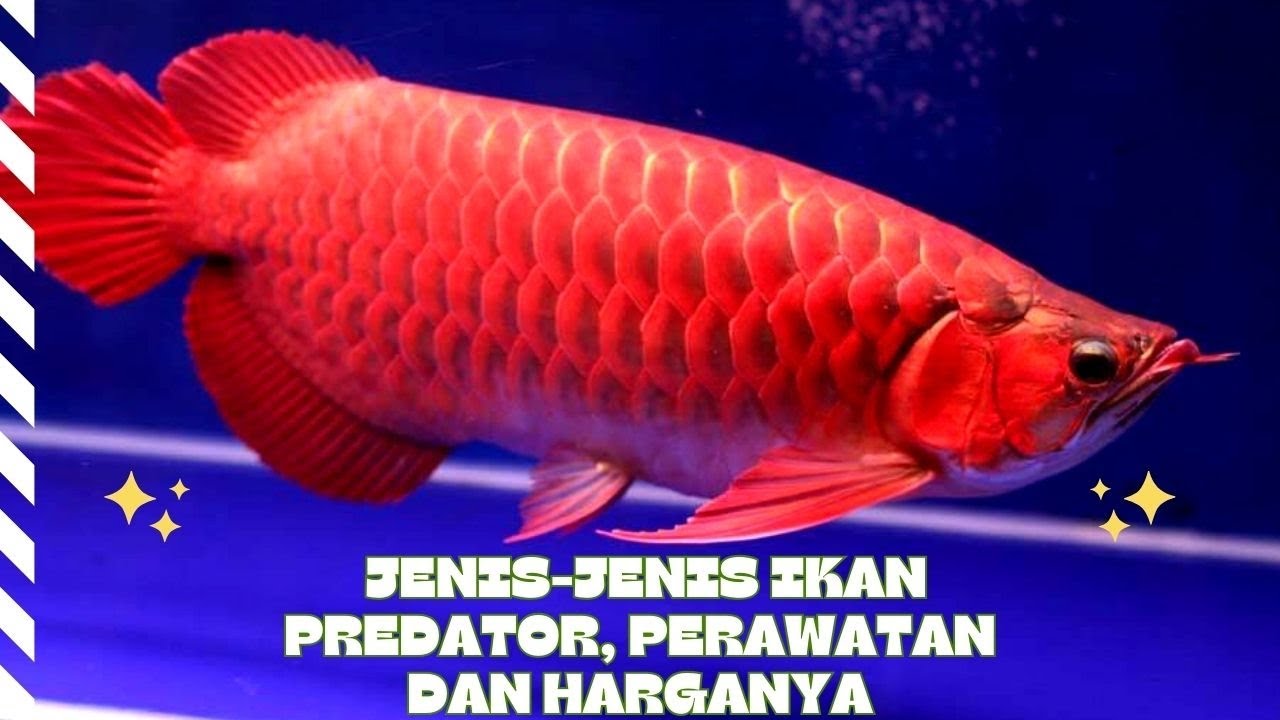 Jenis-Jenis Ikan predator, Perawatan dan Harganya - YouTube