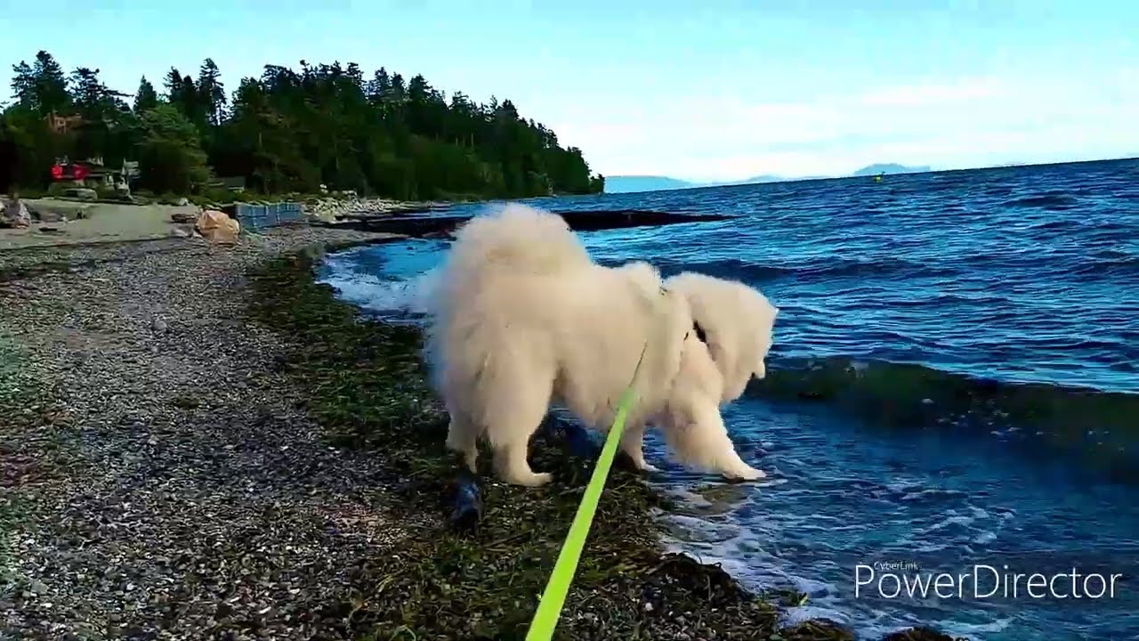 Samoyed dog first time saw waves and got so excited! | Senba the ...