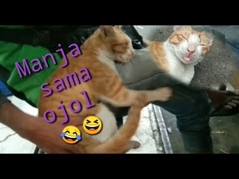 kucing oren manja sama ojol