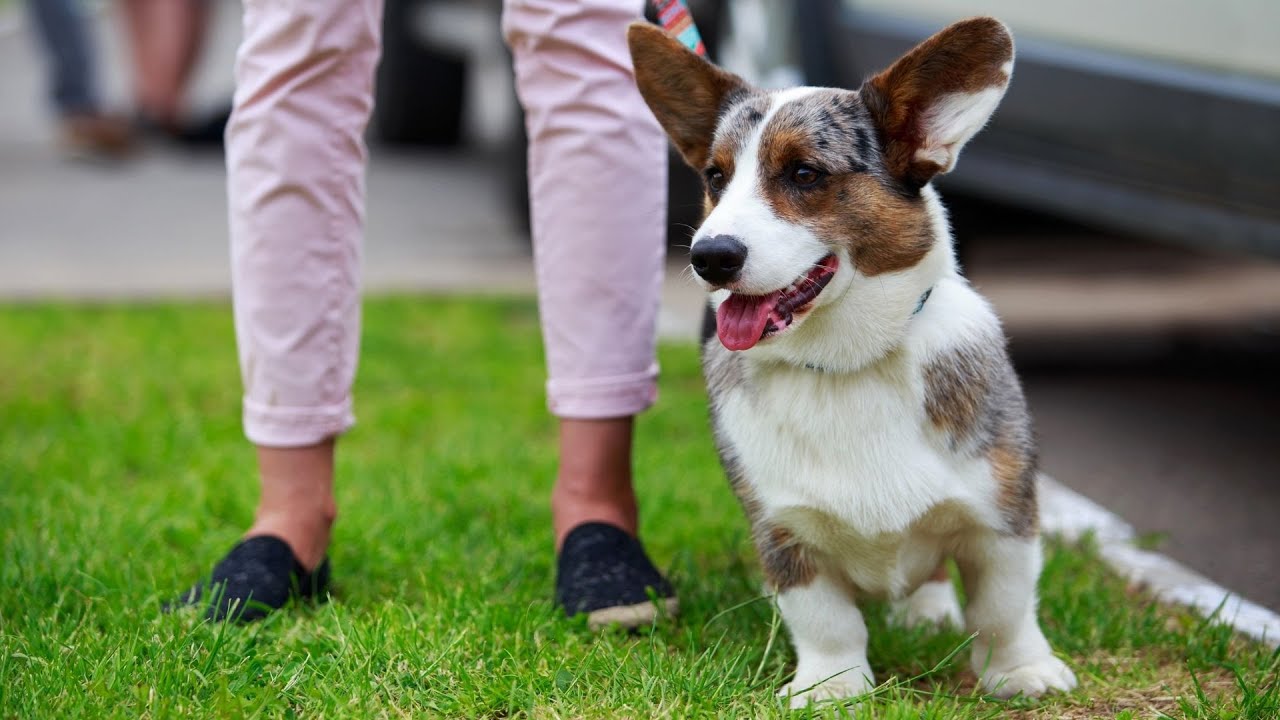 Everything You Need to Know About Cardigan Welsh Corgi Dimensions ...