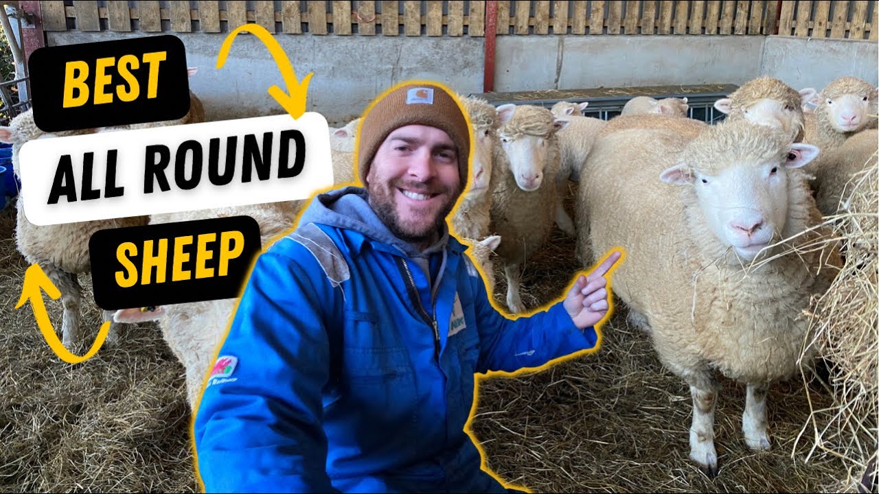 Is this the best all round sheep for meat & wool!? The Poll Dorset ...