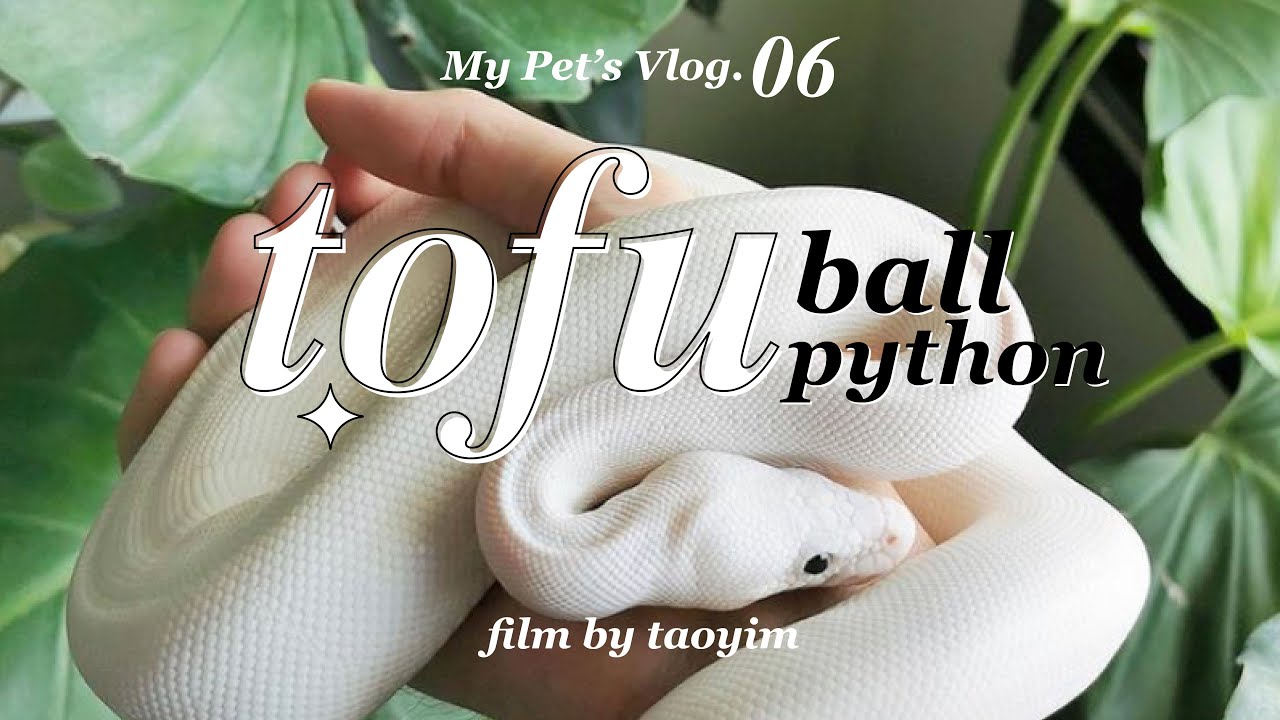 My Pet’s Vlog.06 | 🐍 งู Ball Python มอฟในฝัน♡ / น้องราคาเท่าไหร่ / บอล or คอร์น อะไรเลี้ยงง่าย ...