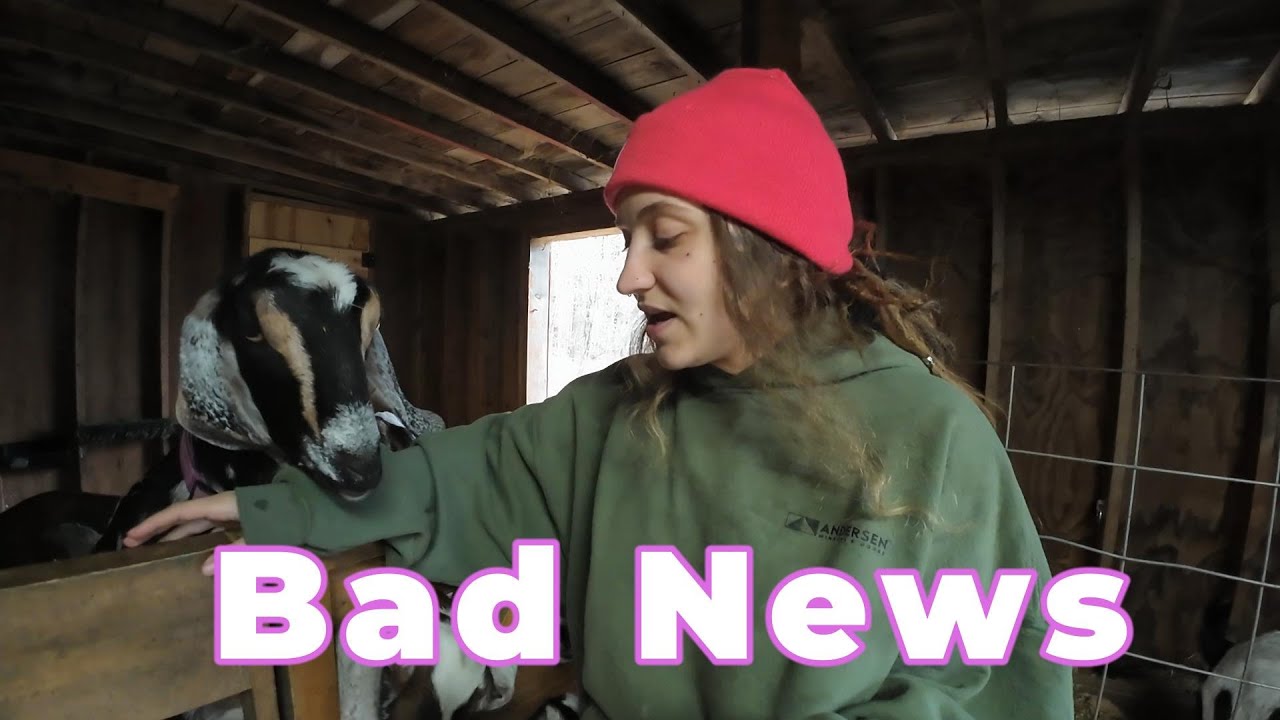 Cache Valley Virus In Goats. This is not the news I was hoping for ...