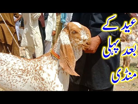 Eid k baad pehli mandi|Hasilpur bakra mandi update makhi cheene bache 03008309926 shahzad Shah ...