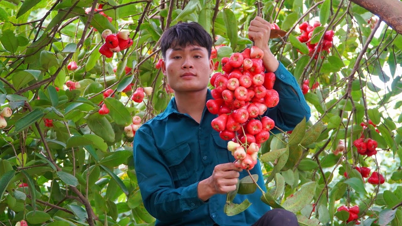 Harvest red whip, Going to the market to sell on a rainy day, Taking ...
