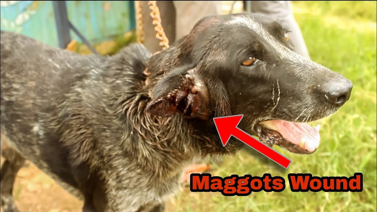 Street Dog Recovered whose Ear was Torn to Shreds. - YouTube