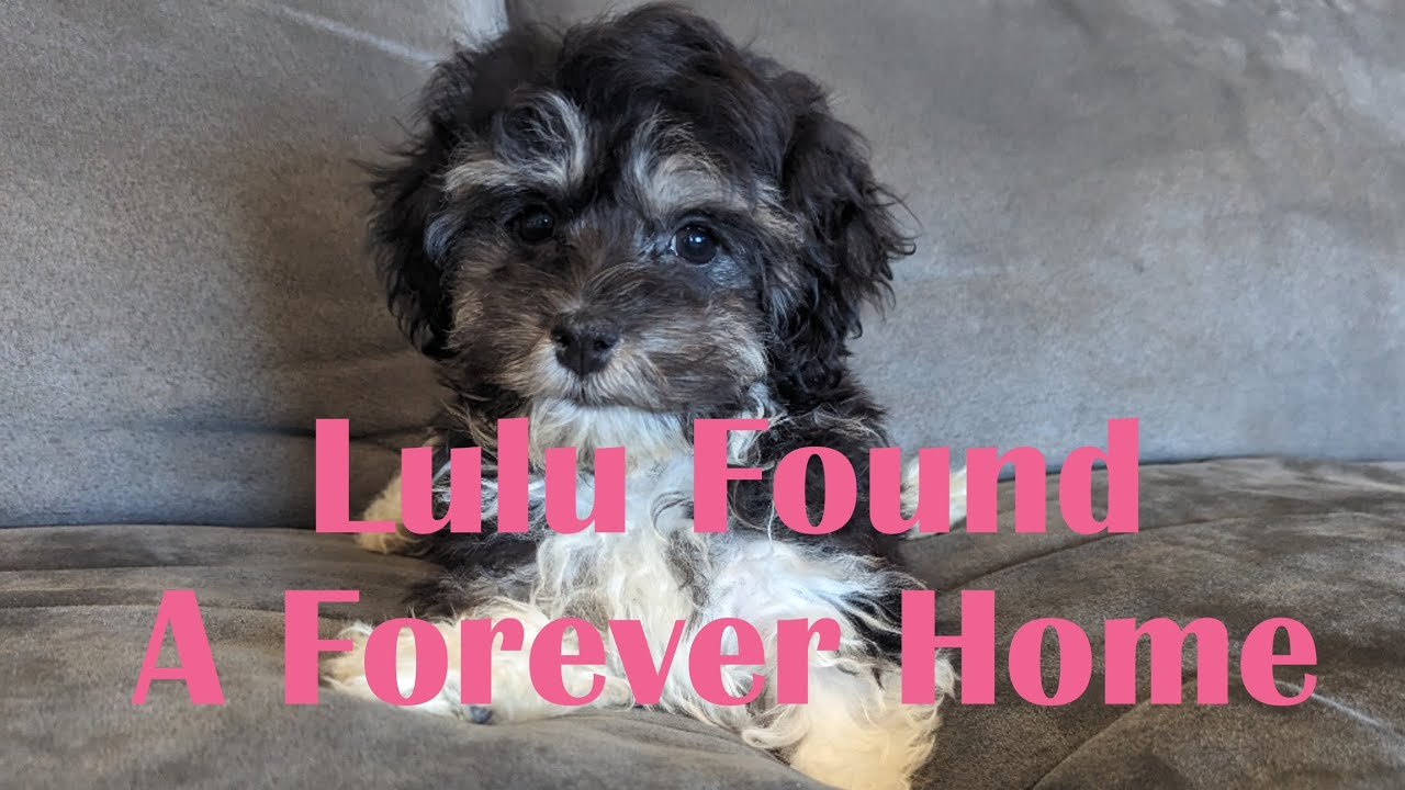 Lulu Found A Forever Home. #LovingHavanese @Sunsetvalleycanines - YouTube