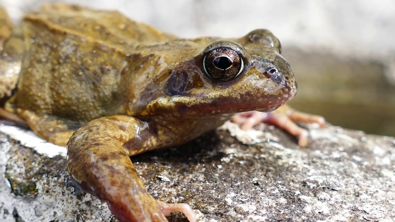 Warm Up 6: Frog Throat - YouTube