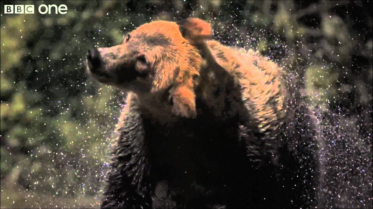 Spectacular Animals In Motion HD - YouTube