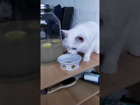 Mecnunun limonata sevdası