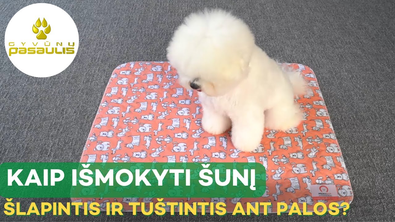 Kaip išmokyti šunį šlapintis ir tuštintis ant palutės? - YouTube
