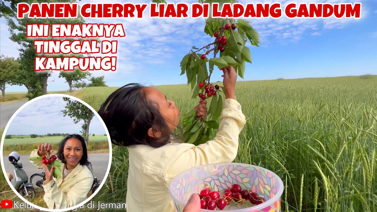 PANEN CERRY LIAR DI KAMPUNG BUAHNYA LEBAT BANGET!! - YouTube