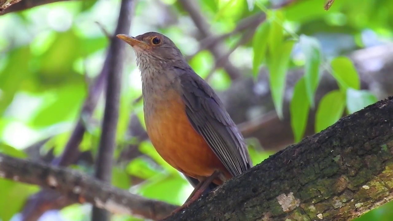 CANTO do SABIÁ-LARANJEIRA (TURDUS RUFIVENTRIS), RUFOUS-BELLIED THRUSH ...