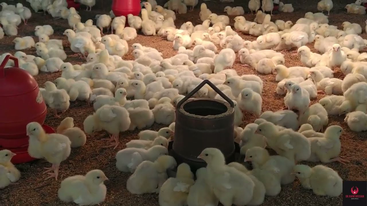 Broiler Chicks l 4 Days Old l Ross 308 - YouTube
