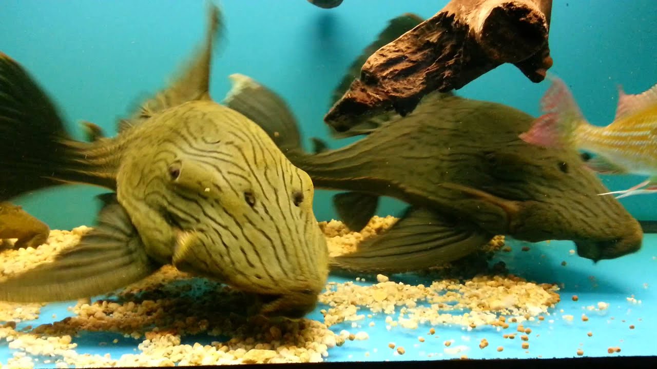 L191 vs L191 - YouTube