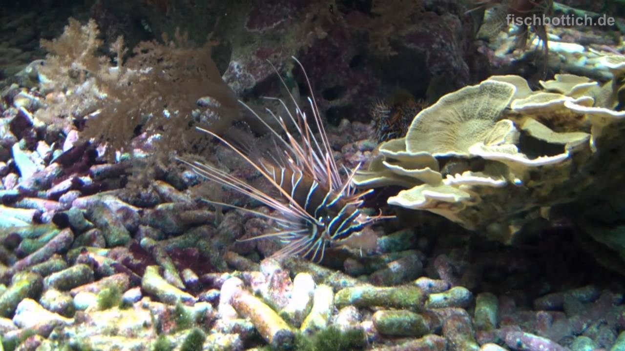 [HD] Stunning Tank with Baby Lionfish and Friends / Rotfeuerfisch ...