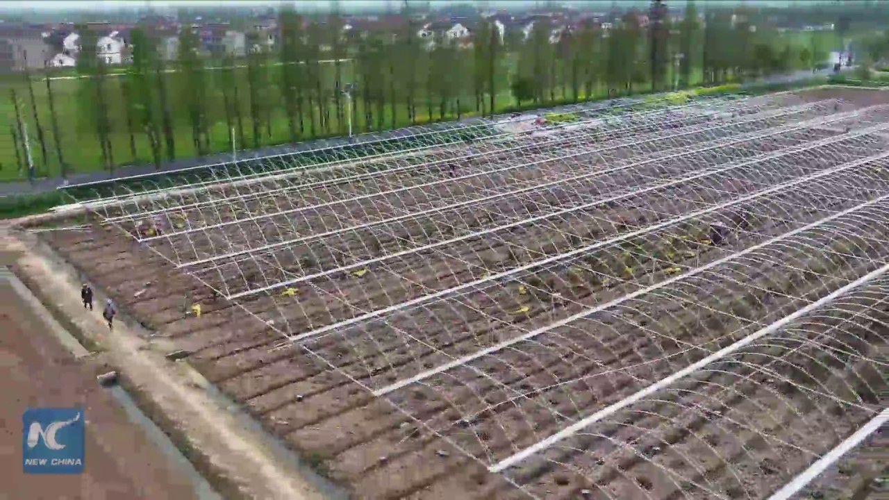 Aerial view of Shanghai's first countryside park - YouTube