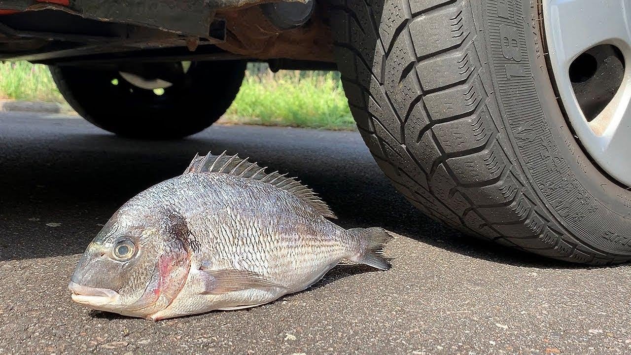 Crushing Crunchy & Soft Things by Car! EXPERIMENT: FISH VS CAR - YouTube