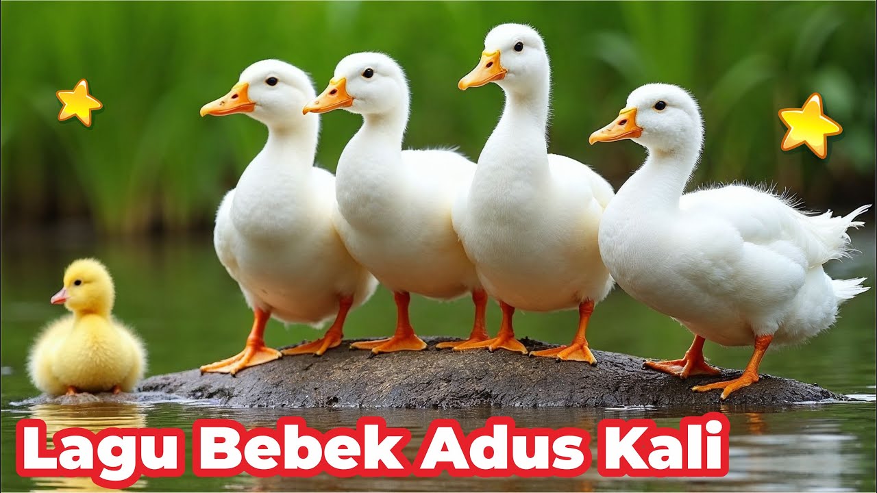 BEBEK , BEBEK BERENANG , LAGU BEBEK ADUS KALI , BEBEK BERENANG KWEK ...