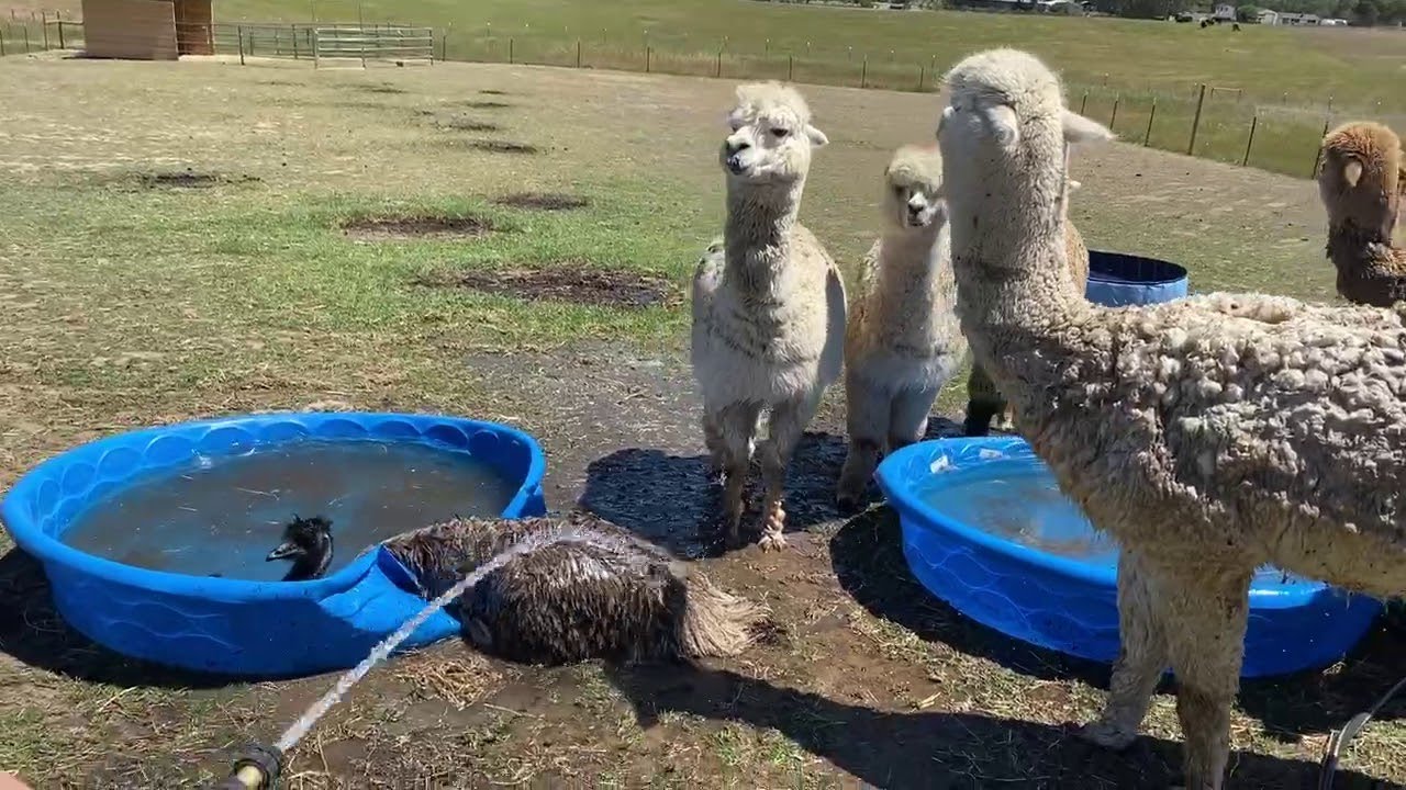 Emu Takes a Not so Graceful Splash in the Pool || ViralHog - YouTube