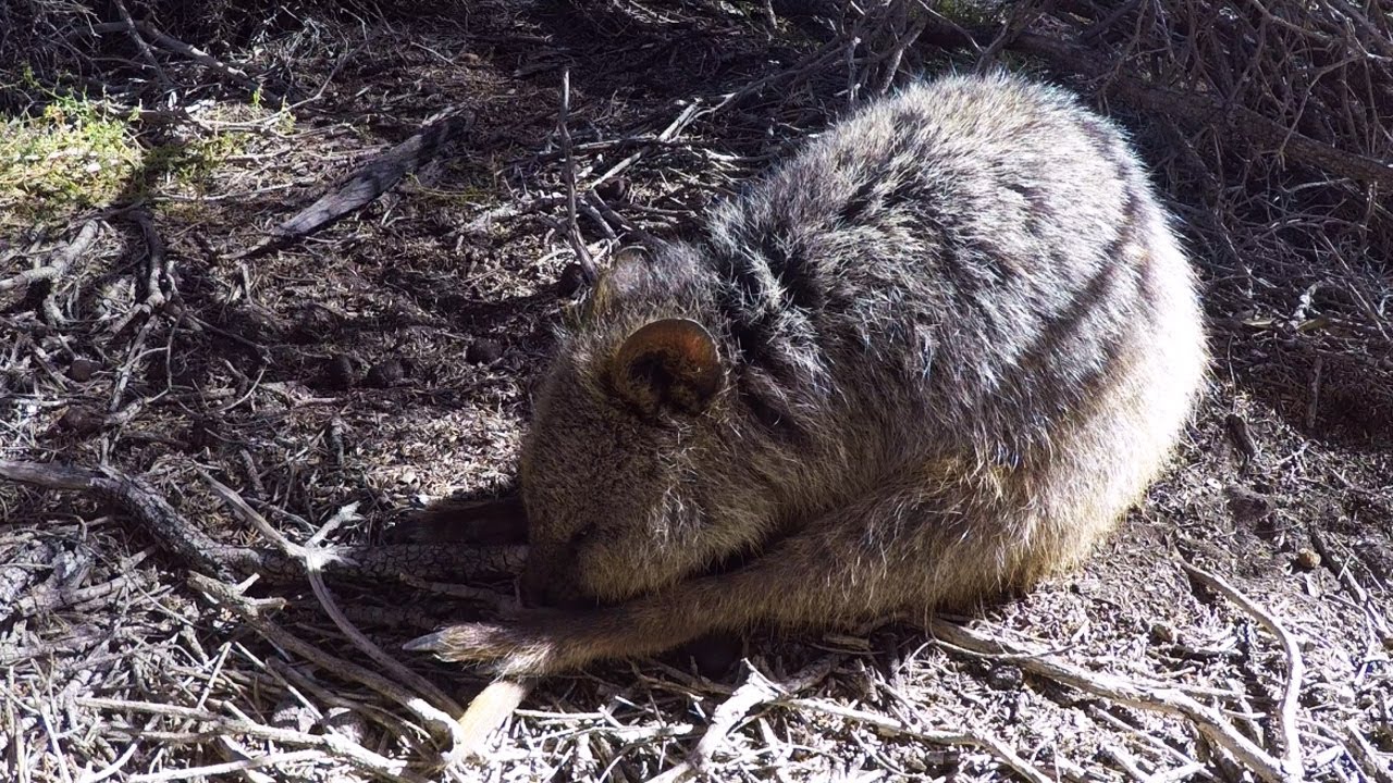 Sleepy quokka - YouTube