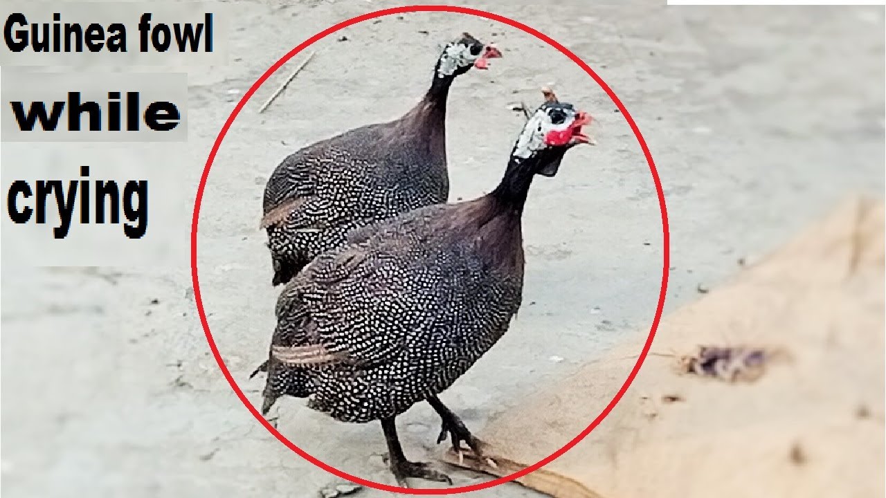 Guinea fowl hen crying loudly || China hen calling loudly || Guinea ...
